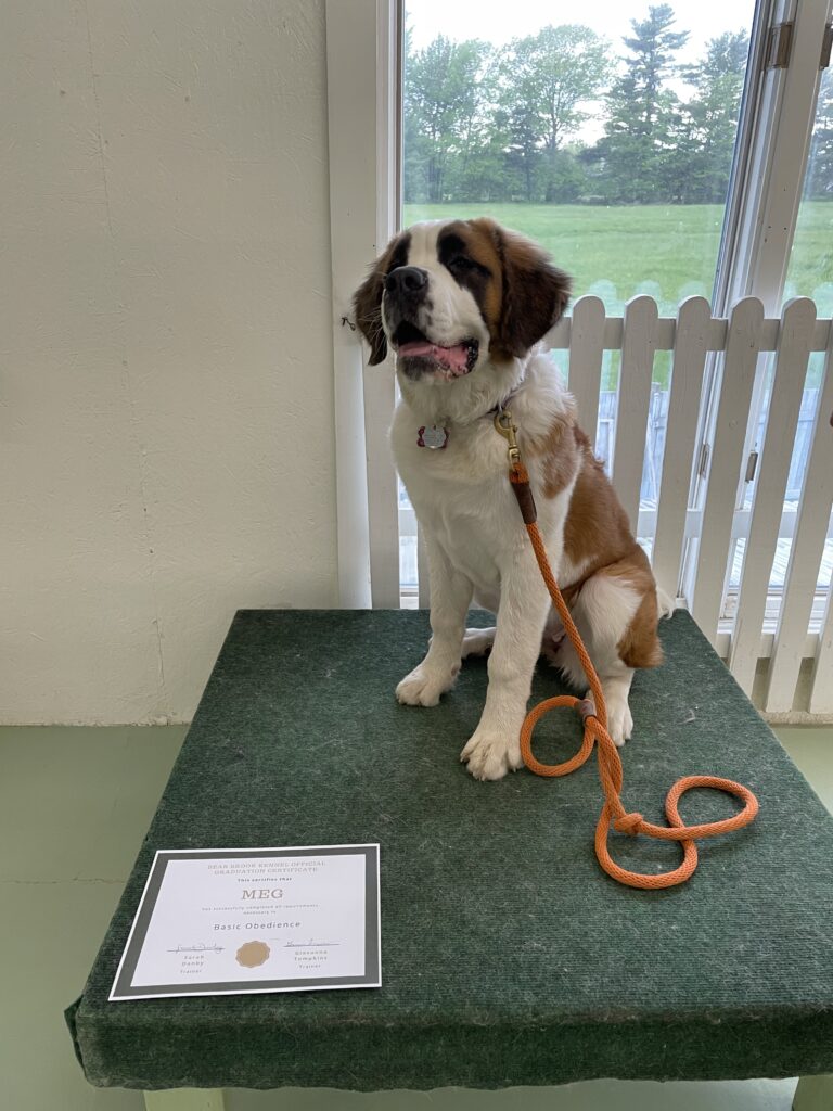 Dog Training | Bangor, ME