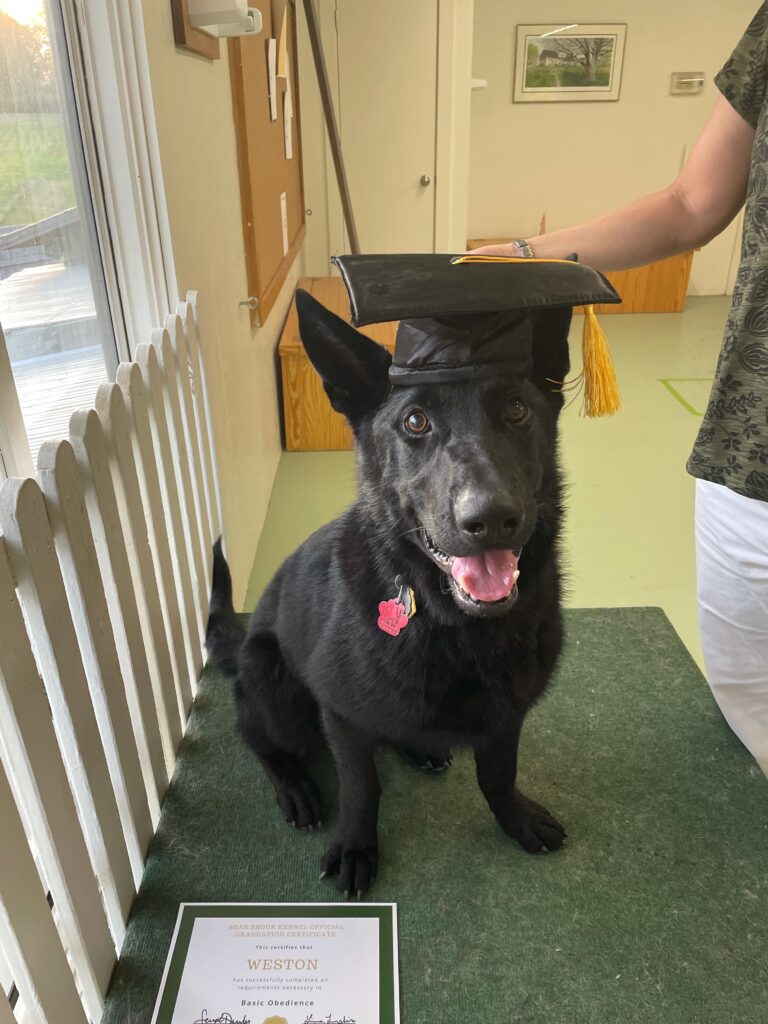 Dog Training | Bangor, ME