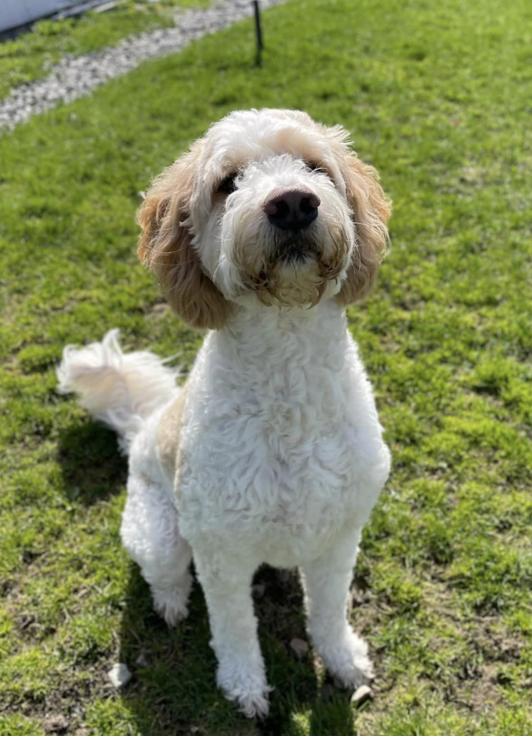 Pet Boarding | Bangor, ME - Bear Brook Kennel
