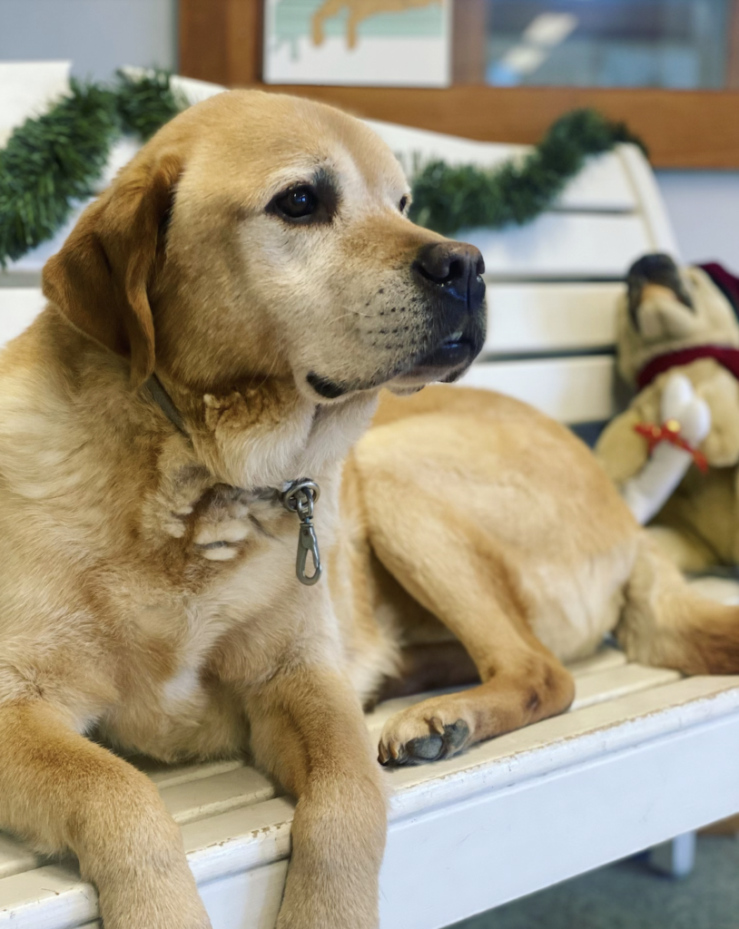 Pet Boarding | Bangor, ME - Bear Brook Kennel