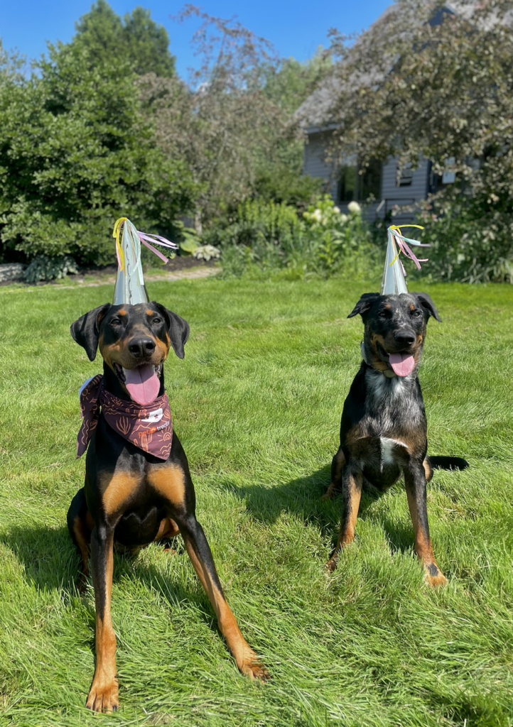 Pet Boarding | Bangor, ME - Bear Brook Kennel